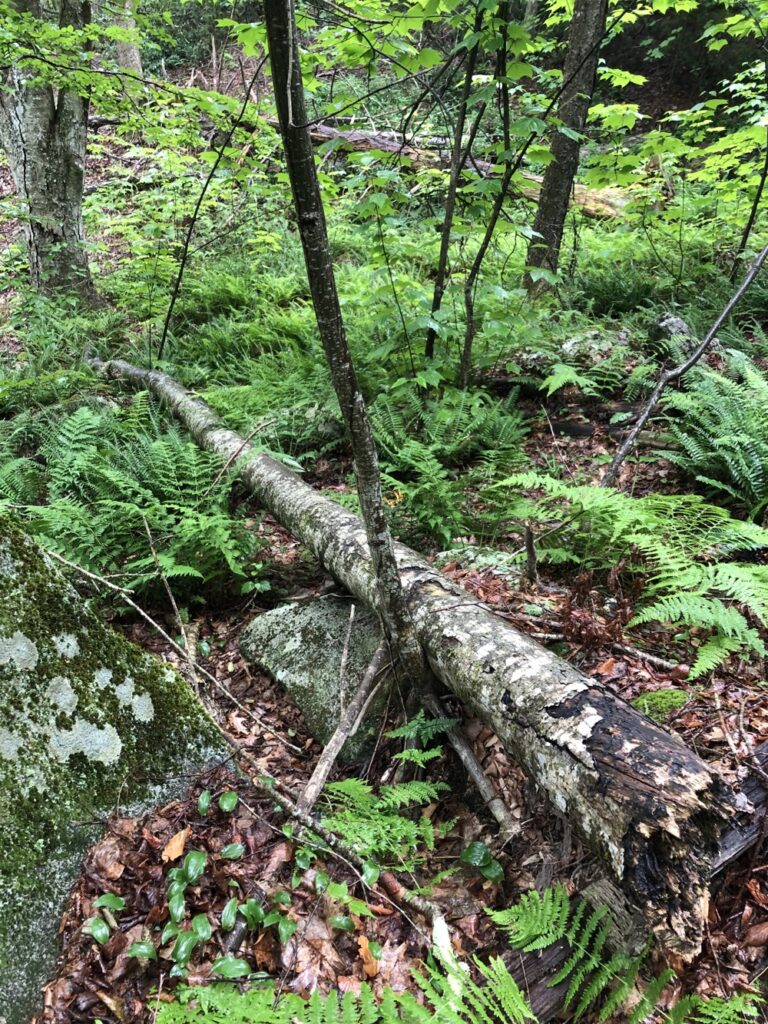 (Former) National Champion: Striped Maple