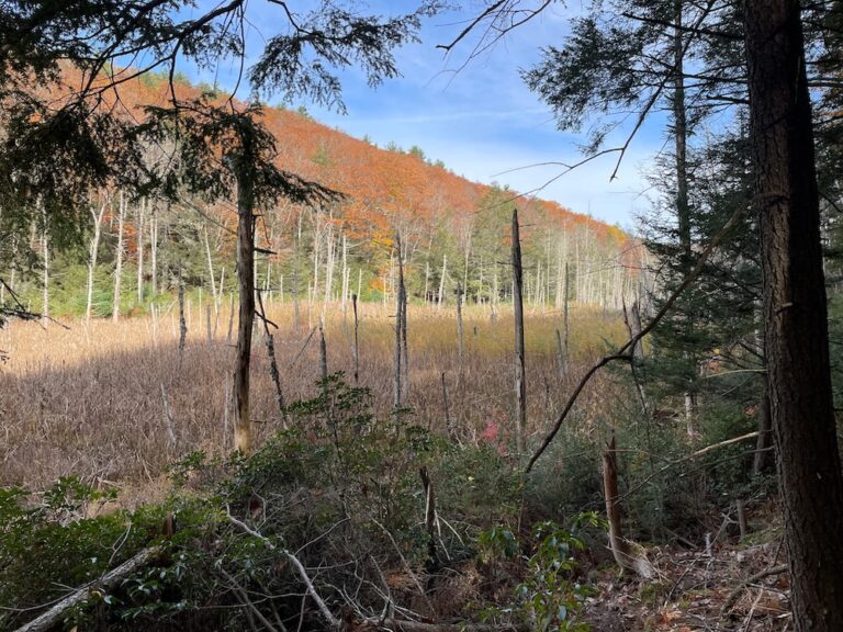 Nipmuck State Forest: Breakneck Pond Trails